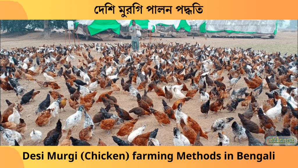 দেশি মুরগি পালন পদ্ধতি, Desi Murgi farming Methods in Bengali