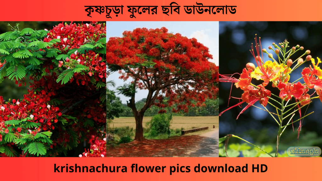 কৃষ্ণচূড়া ফুলের ছবি ডাউনলোড/ krishnachura flower pics download