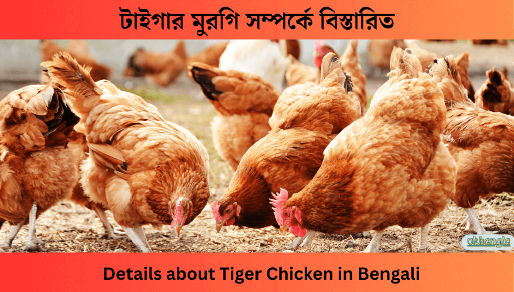 টাইগার মুরগি সম্পর্কে বিস্তারিত, Details about Tiger Chicken in Bengali
