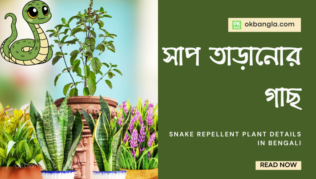 সাপ তাড়ানোর গাছ, Snake Repellent Plant Details in Bengali